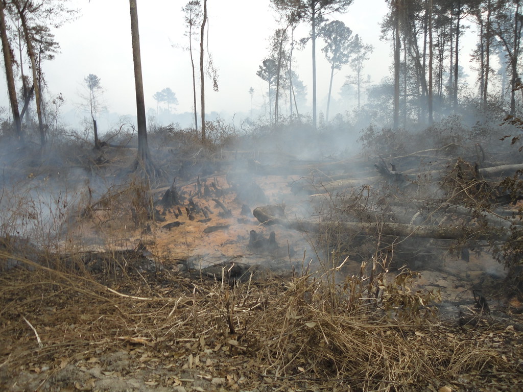 The role of peat fires in shaping future atmospheric composition, the ...